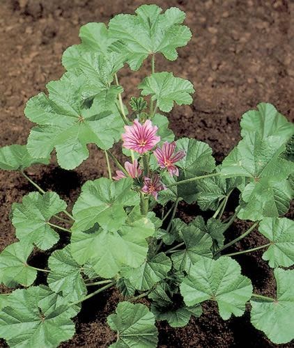 Vida y Salud Natural: De la tradición mexicana