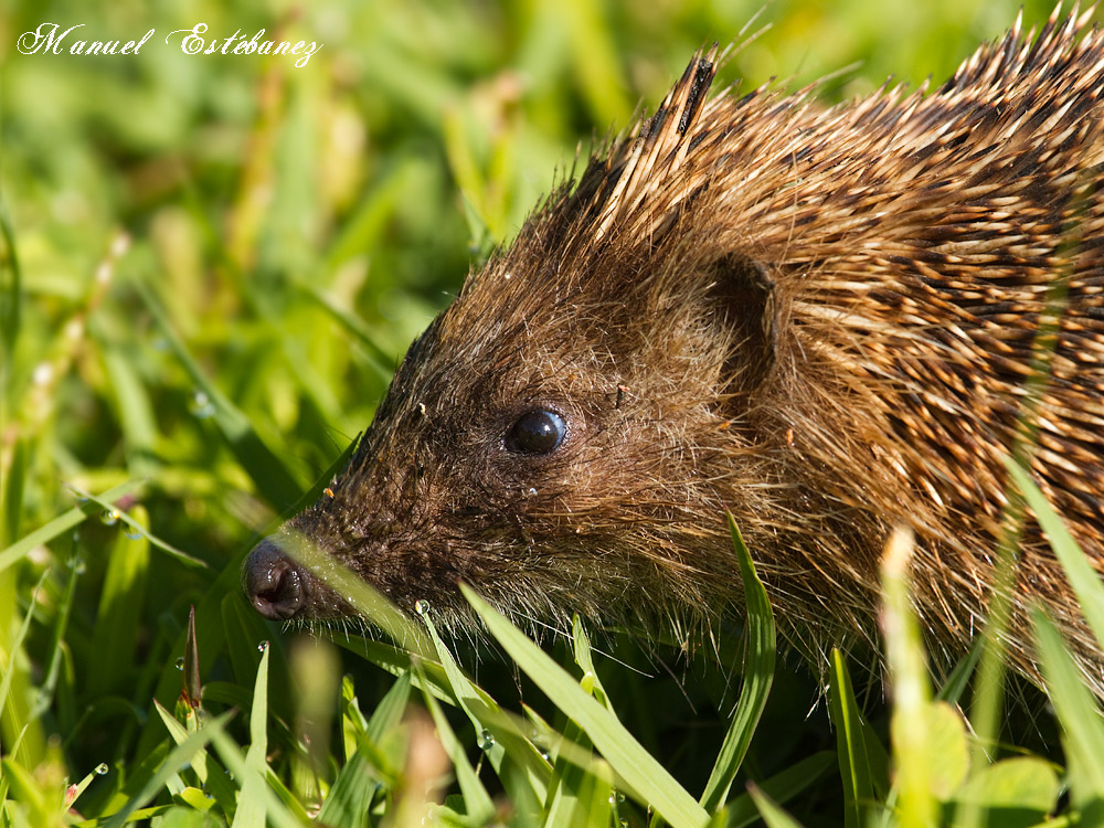Miradas Cantábricas: Erizo europeo (Erinaceus europaeus)
