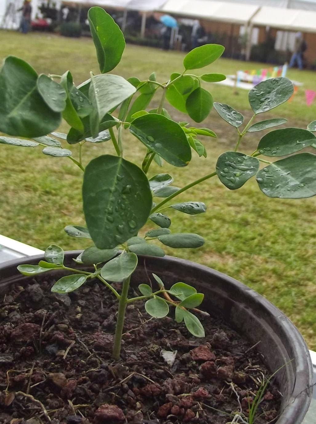 MORINGA PLANTA NATURAL TIENE CUALIDADES CIENTÍFICAS; UNIVERSIDAD DE ...