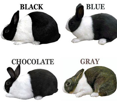 GAMBAR KELINCI DUTCH | Ultra Kelinci Camp