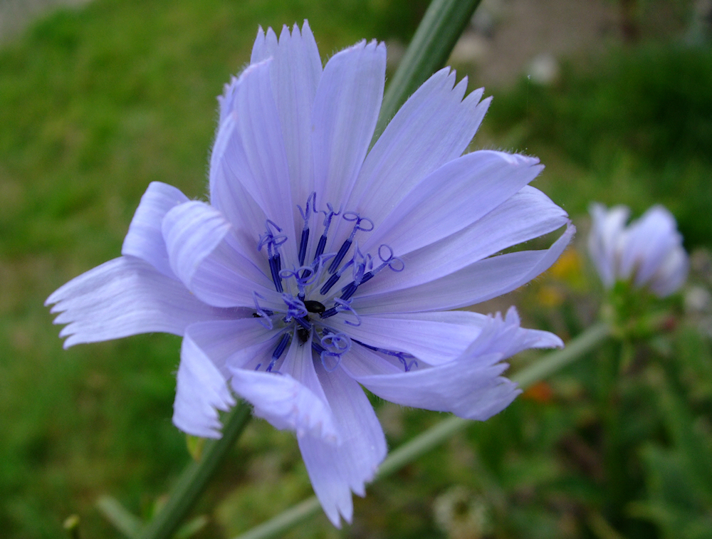 Plot 7 Marsh Lane - Our Hungerford Allotment Blog: Lettuce flower and ...