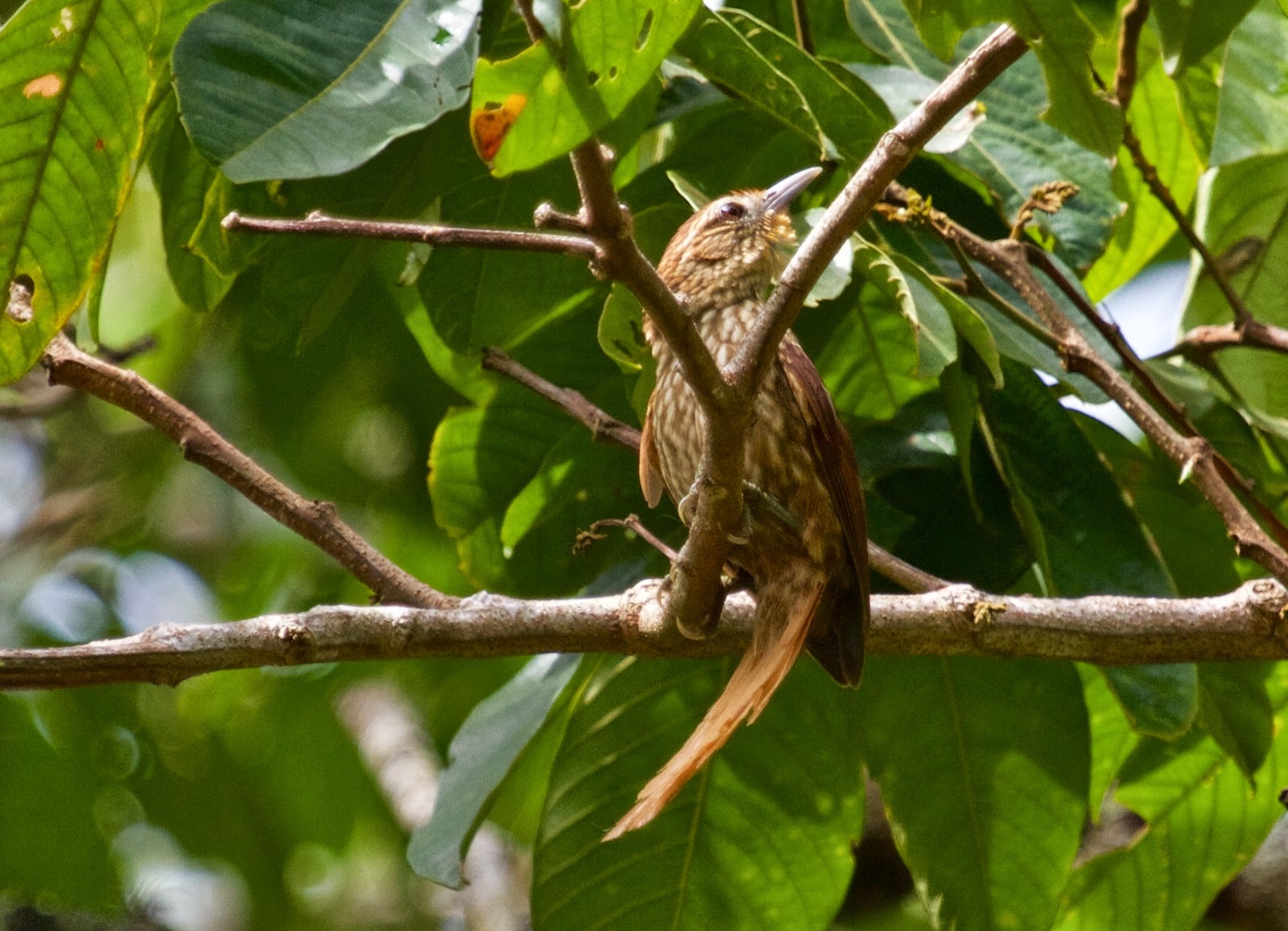 Minha Câmera, Seus Pássaros: Rabo Amarelo (Thripophaga macroura ...