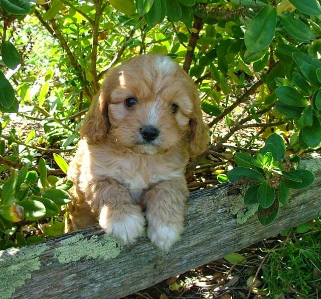 Rules of the Jungle: Cavoodle puppies