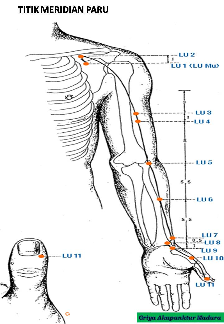 GRIYA AKUPUNKTUR MADURA: TITIK MERIDIAN PARU