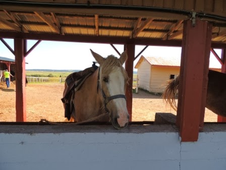 Teena in Toronto: Horseback riding at Broadleaf Ranch, NB