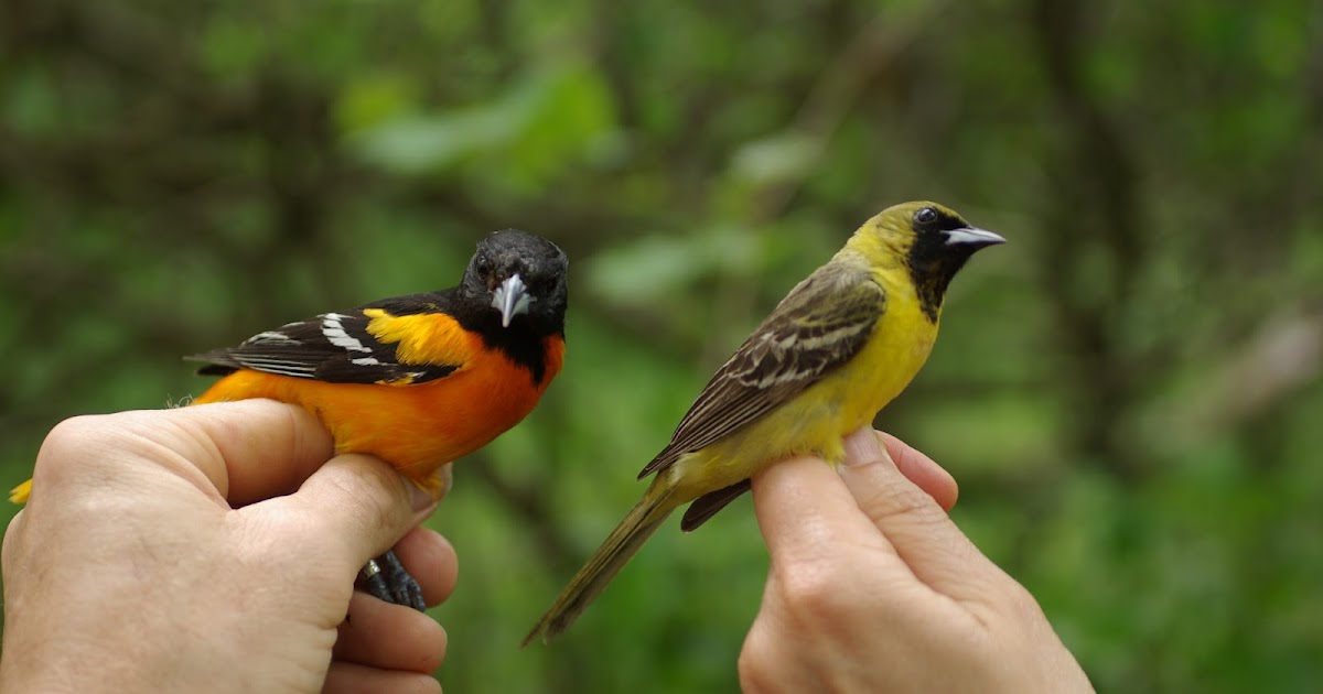 Birding Is Fun!: Bird Comparison Photos