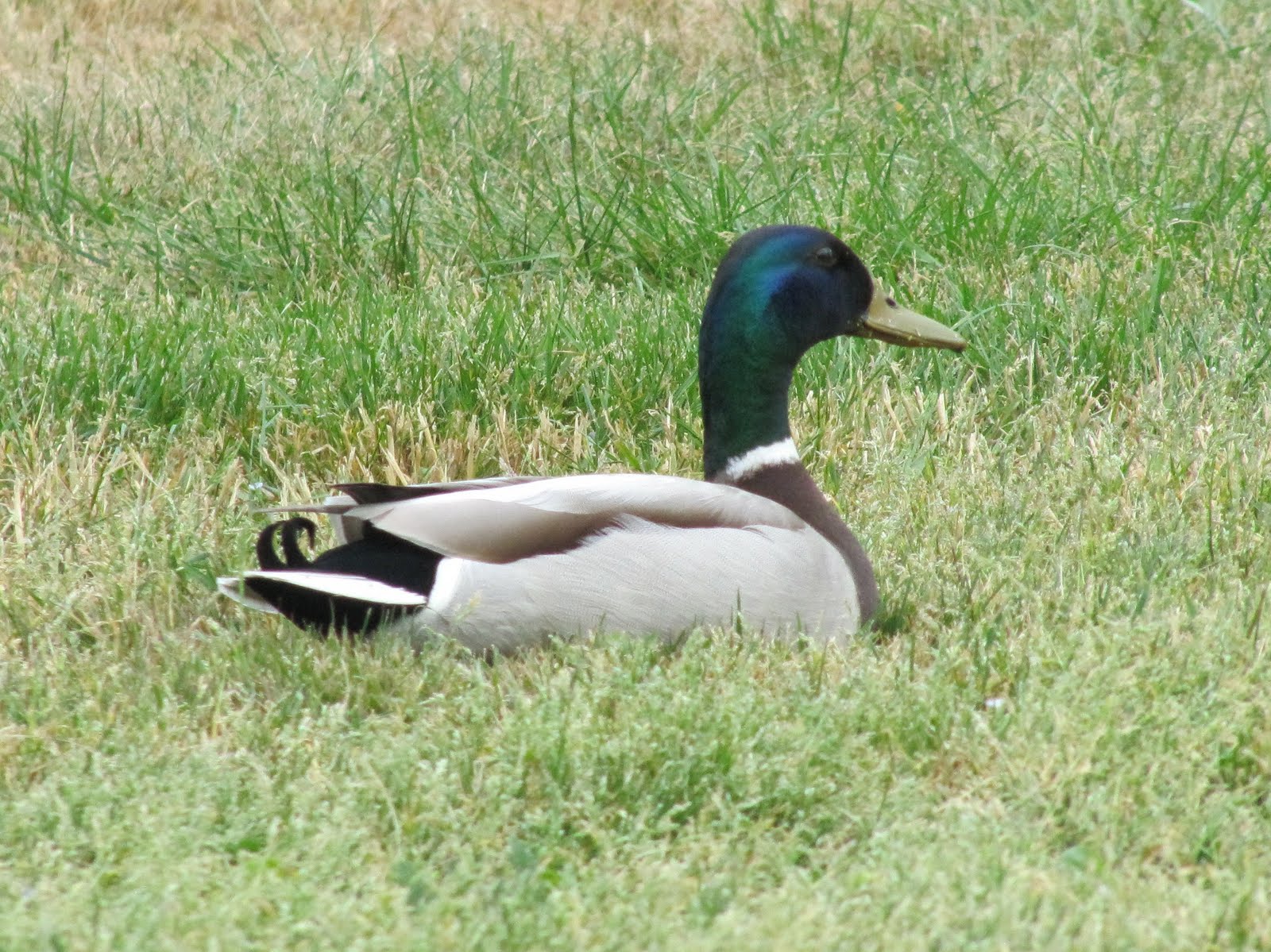 Le Tocard: Canard colvert