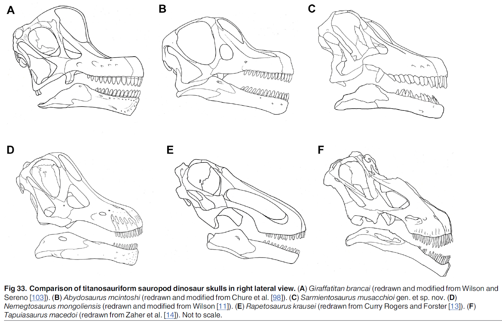 Waxing Paleontological: Titanosaur Heads