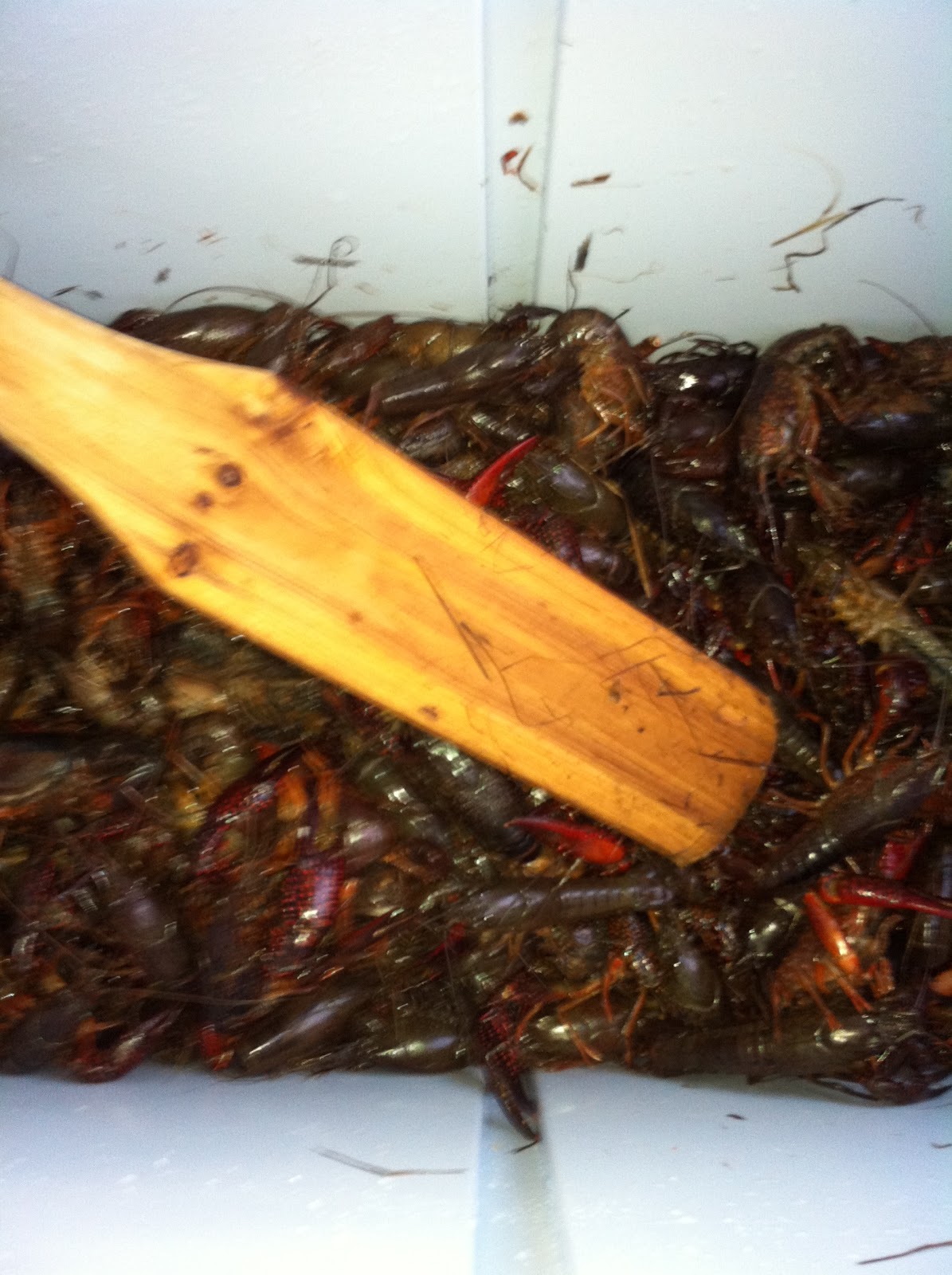 The Uptown Acorn: Crawfish is King