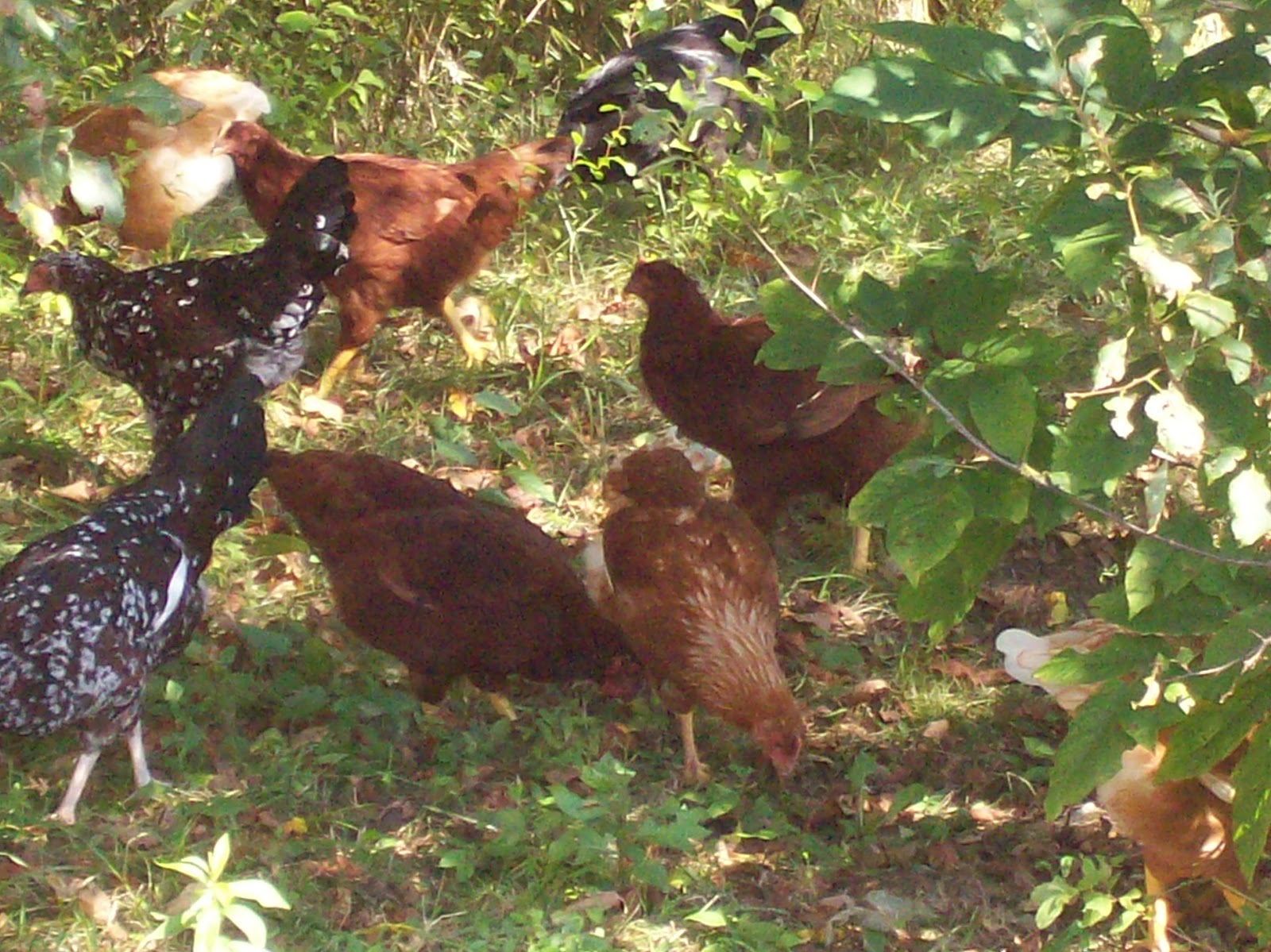 My Chicken And Egg Journal: Cherry Egger Chicken Breed