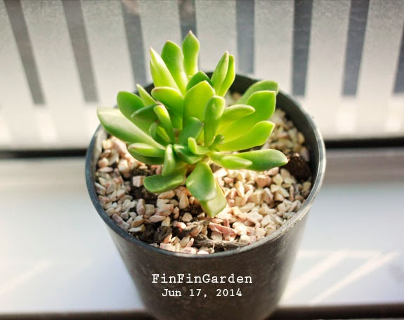 FinFinGarden: กุหลาบม่วง, กุหลาบหิน , Echeveri, cactus, cacti ...