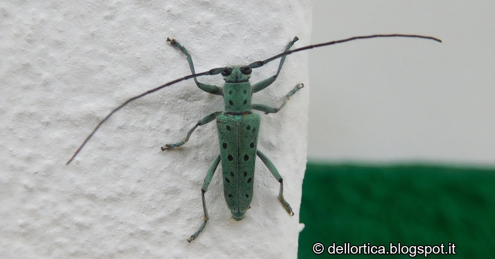 SAPERDA PUNCTATA
