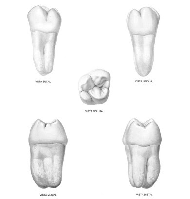 Tutorial Anatomía Cabeza y Cuello: Tercer Molar Superior