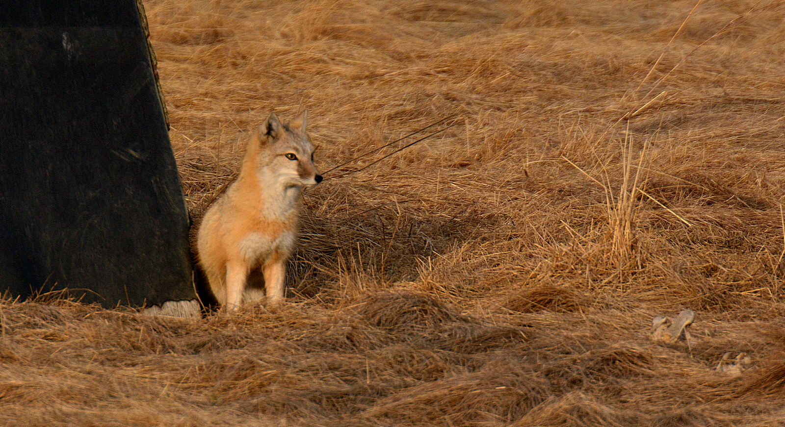 Turbo's Track and Photo Tour: Swift Fox Special post (20150311) An ...