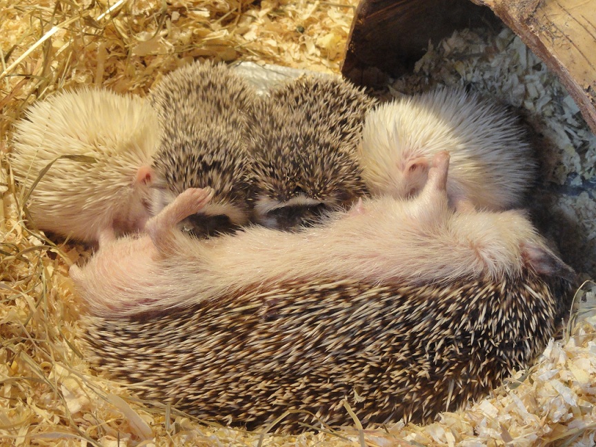 Nasty Reptiles: Młode jeże na sprzedaż