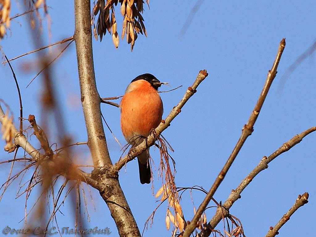 Zaštitimo Zvezdarsku šumuPunim plućima!: Ptice Zvezdarske šume