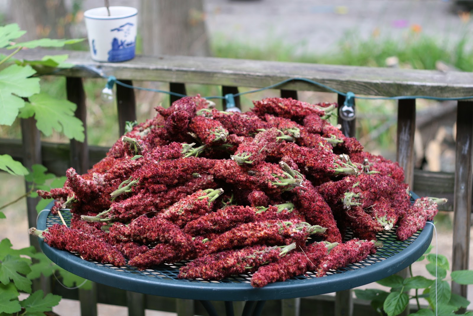 Wild Sumac [1917] - blogmaster