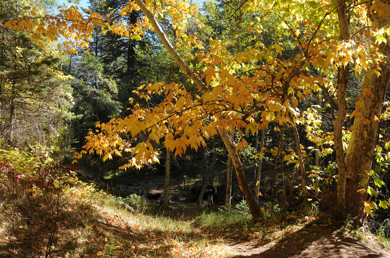 Arizona Hiking: Payson fall color update: October 27, 2012