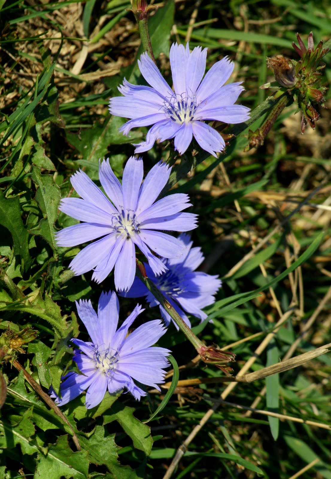 Chicory - Travels With Birds