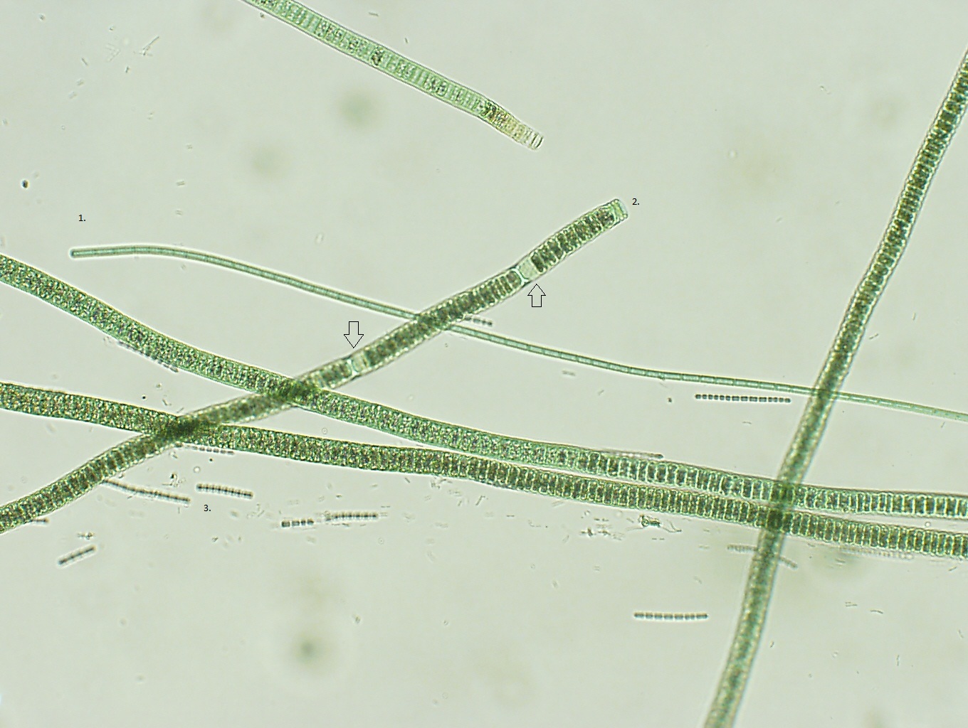 Types Of Cyanobacteria