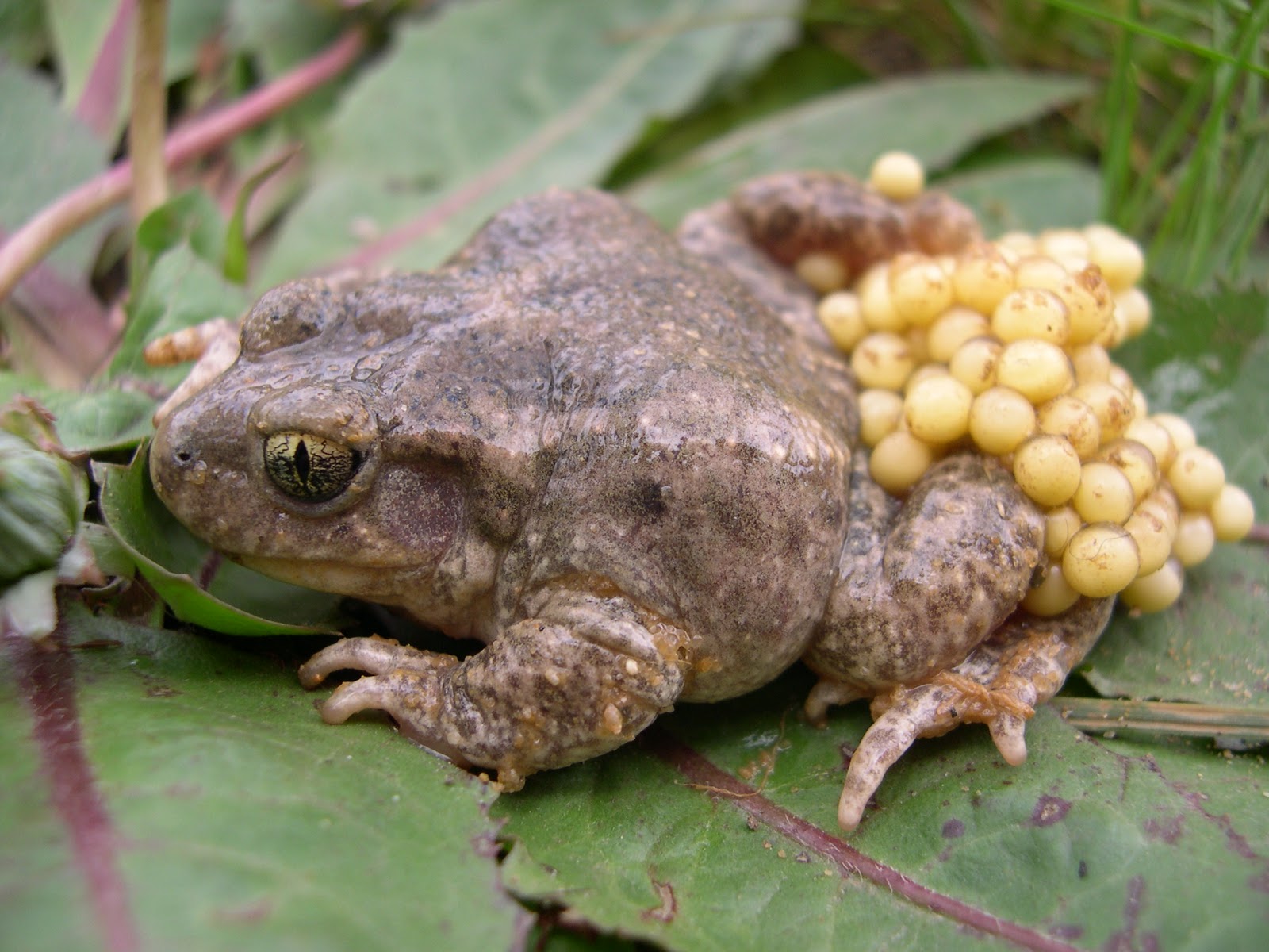 La herpetofauna de Zamora: SEMANA SANTA ANFIBIA