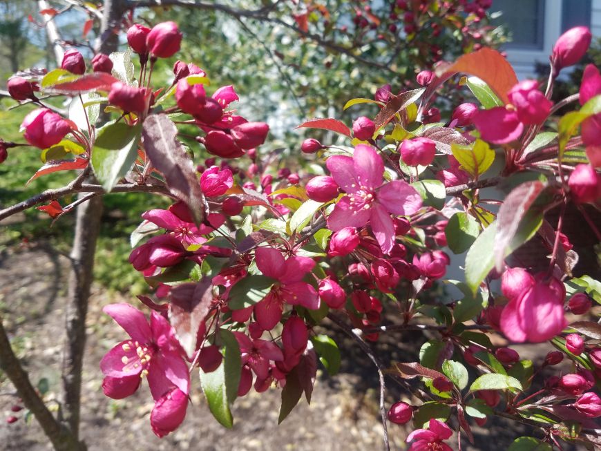 Future Plants by Randy Stewart: Crabapples and Apples - The Malus family