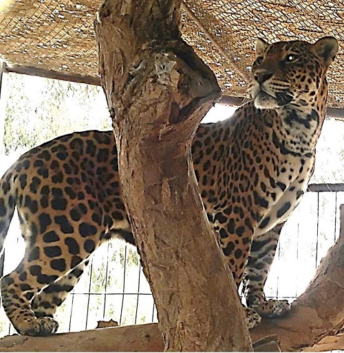 Zoológico Municipal de Tacna en Tacna