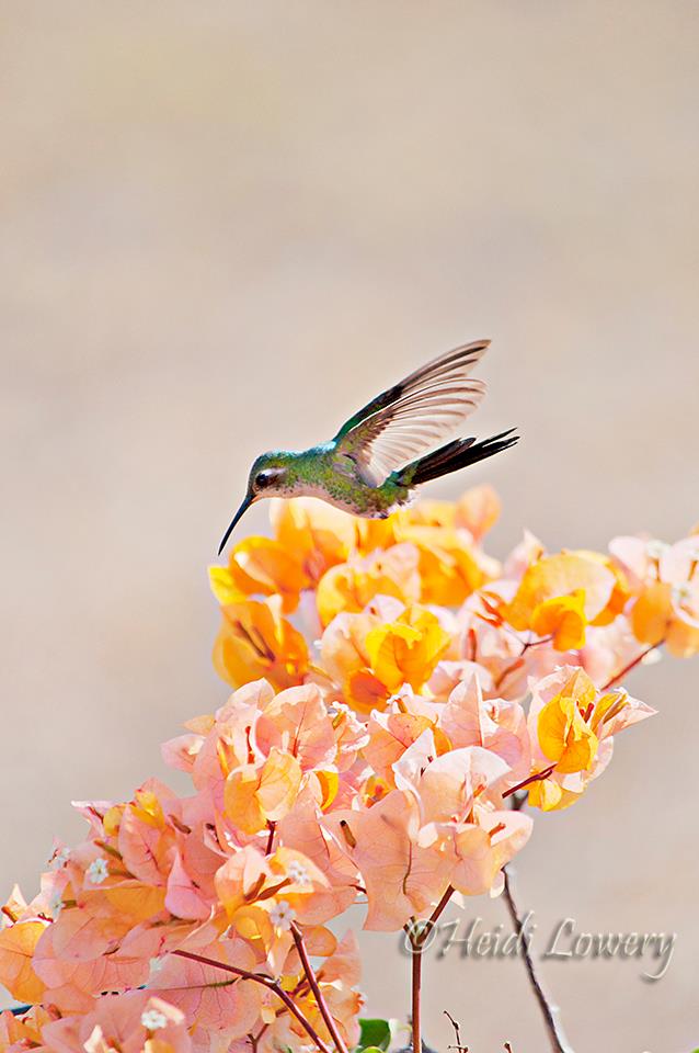 Photos By Heidi Lowery Blog