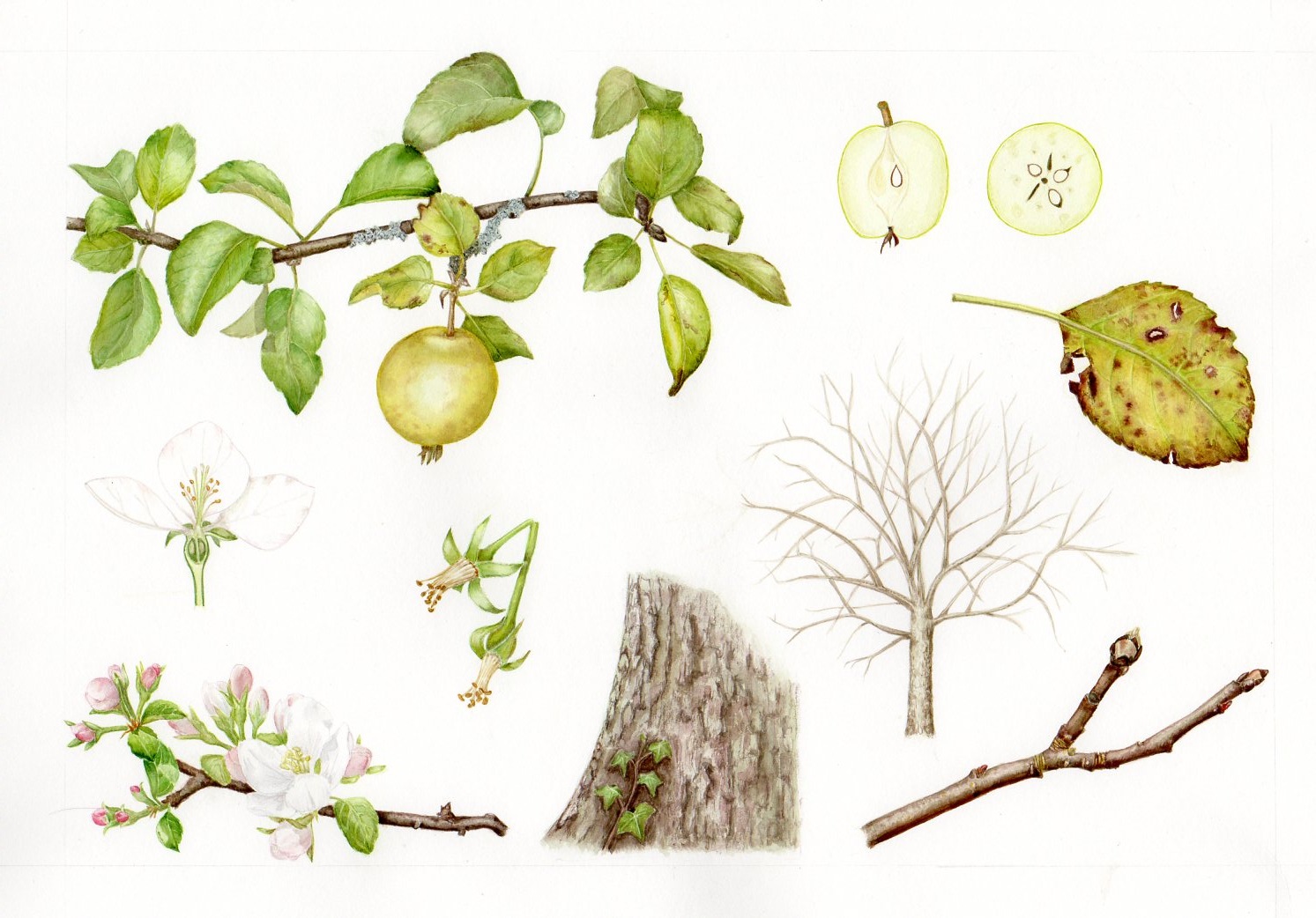 Drawings of Botanical Things