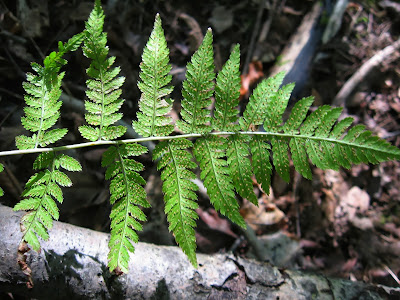 Tangled Web: The Ferns of the East