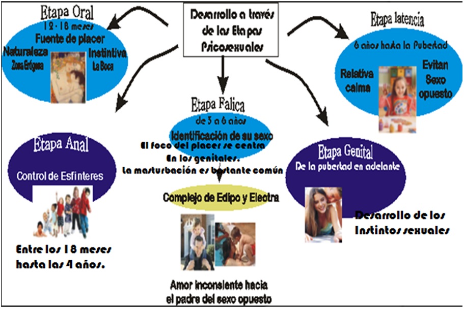Diagrama De Etapas De Desarrollo De Freud