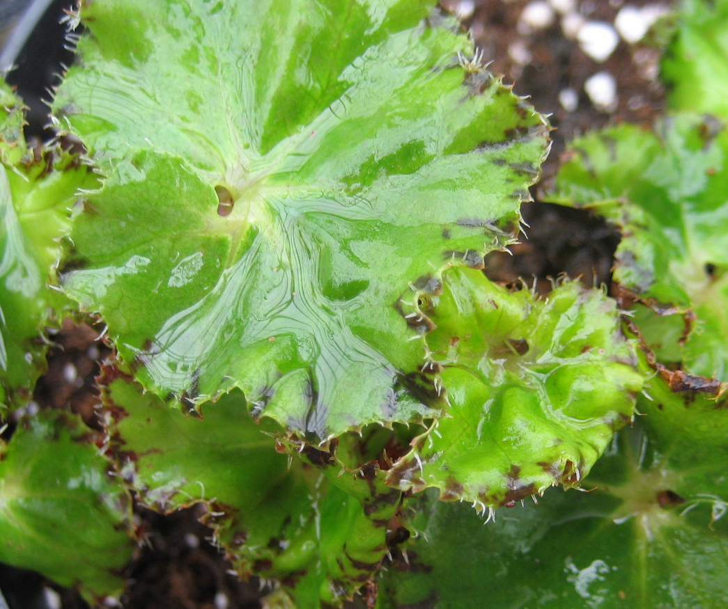 Всё о бегониях и не только...: Begonia 'Apple Pie'