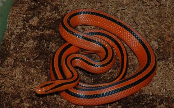 BIBOCA AMBIENTAL : COBRAS - COLORIDAS E BELAS