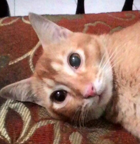 Kenapa Kucing Takut Air? - Asroq Khotaminur