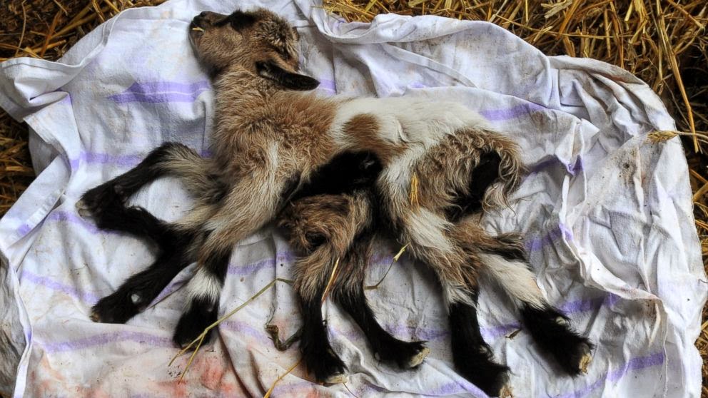 What Is Octogoat? ~ GIST ME JOOR