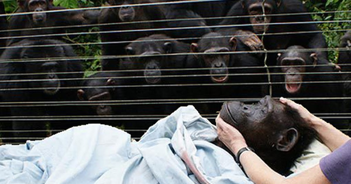 These Animals Mourning The Death Of Their Loved Ones Will Make You ...