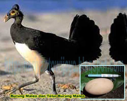 Di sekitar kamu: BURUNG MALEO