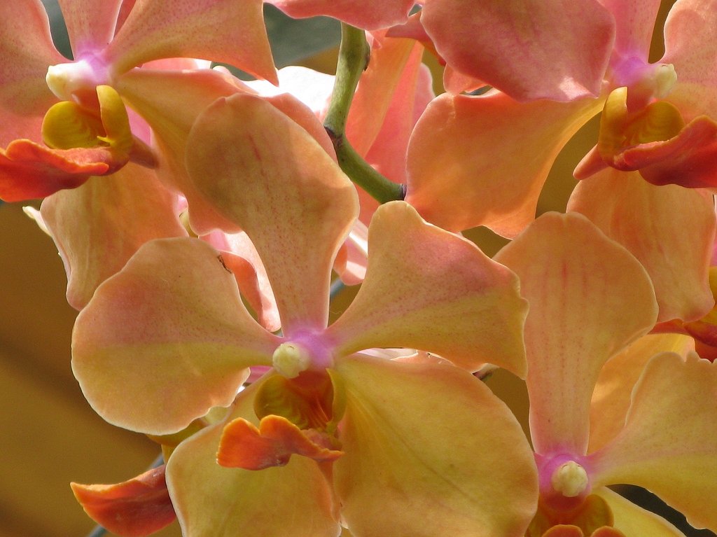 El Viajero: Discover Why Zamboanga is dubbed as the CITY OF FLOWERS