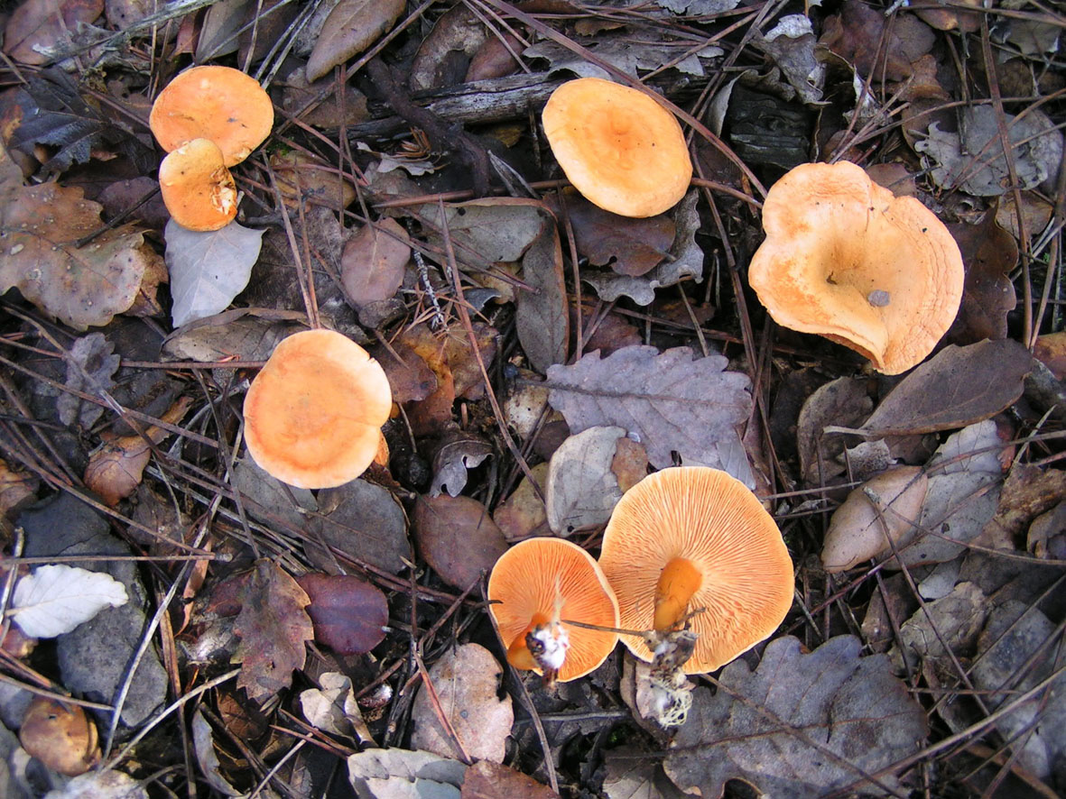 Bolets de Caldes de Malavella: Fals rossinyol