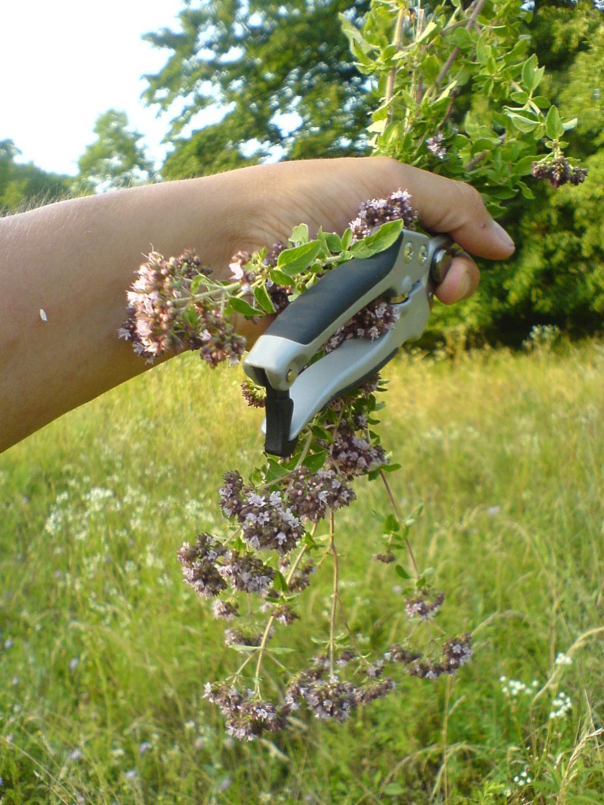 Dodir prirode: Divlji origano - radost planine
