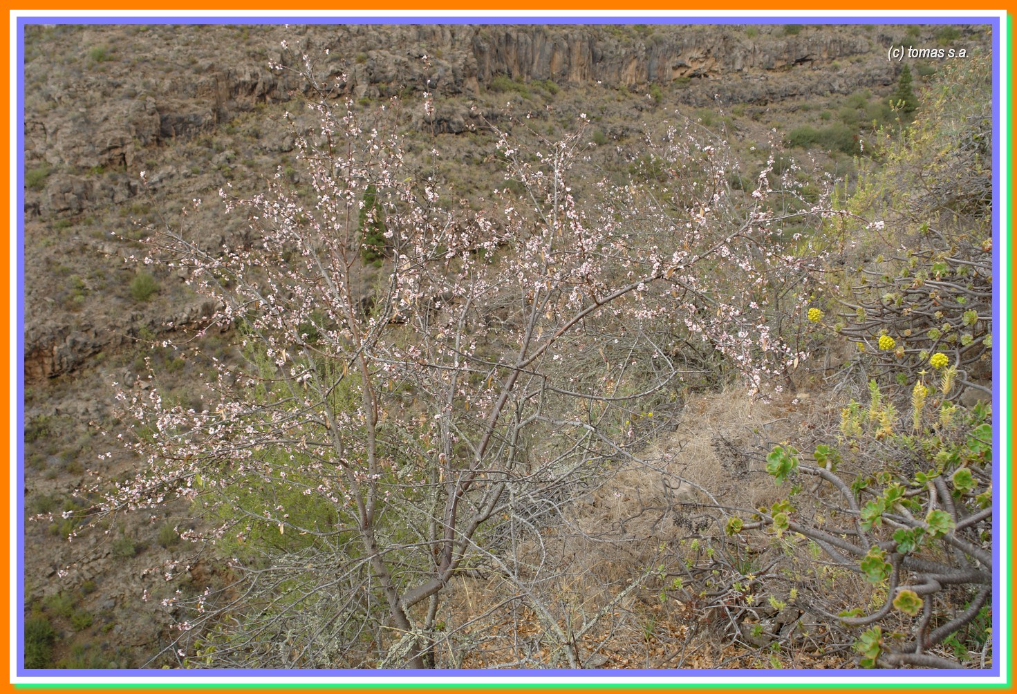 Tenerife senderos......: TENERIFE SENDEROS --GUIA ISORA-- EL JARAL -LAS ...