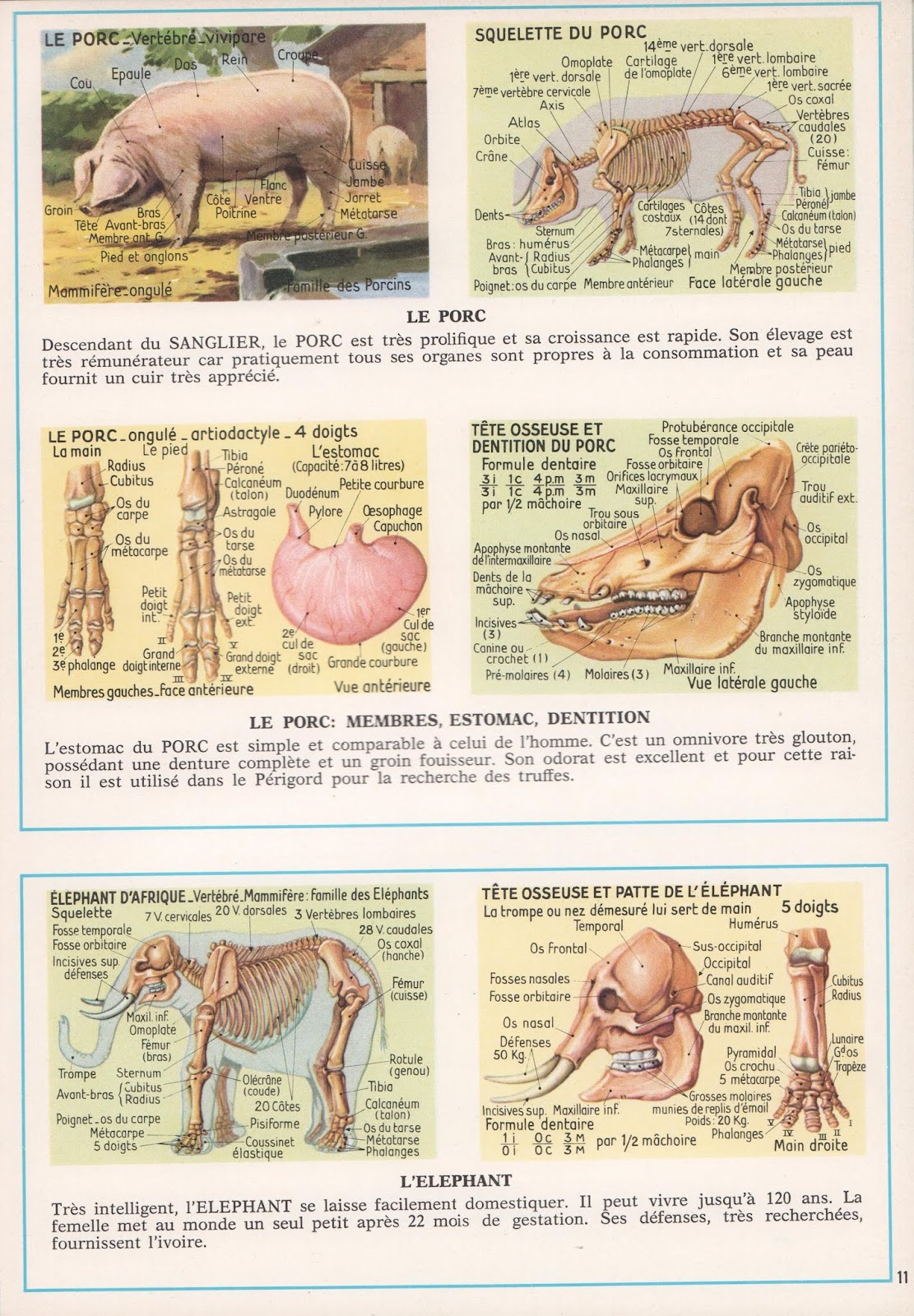 Leçons de choses: Documentation scolaire 116 : Anatomie animale (1972)