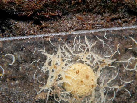 CULTURAS VIVAS ==> VERMES GRINDAL - BRASIL AQUARISMO