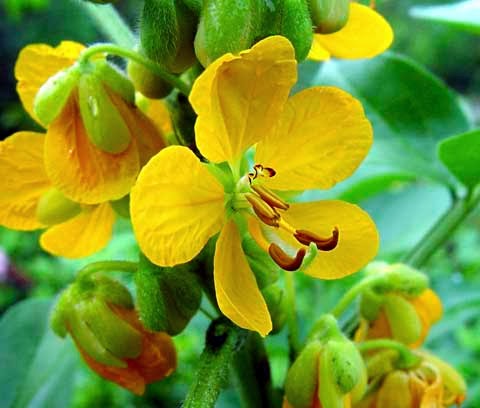 Flora de Puerto Rico Ilustrada Papo Vives: Caesalpinoideae-SENNA NITIDA ...