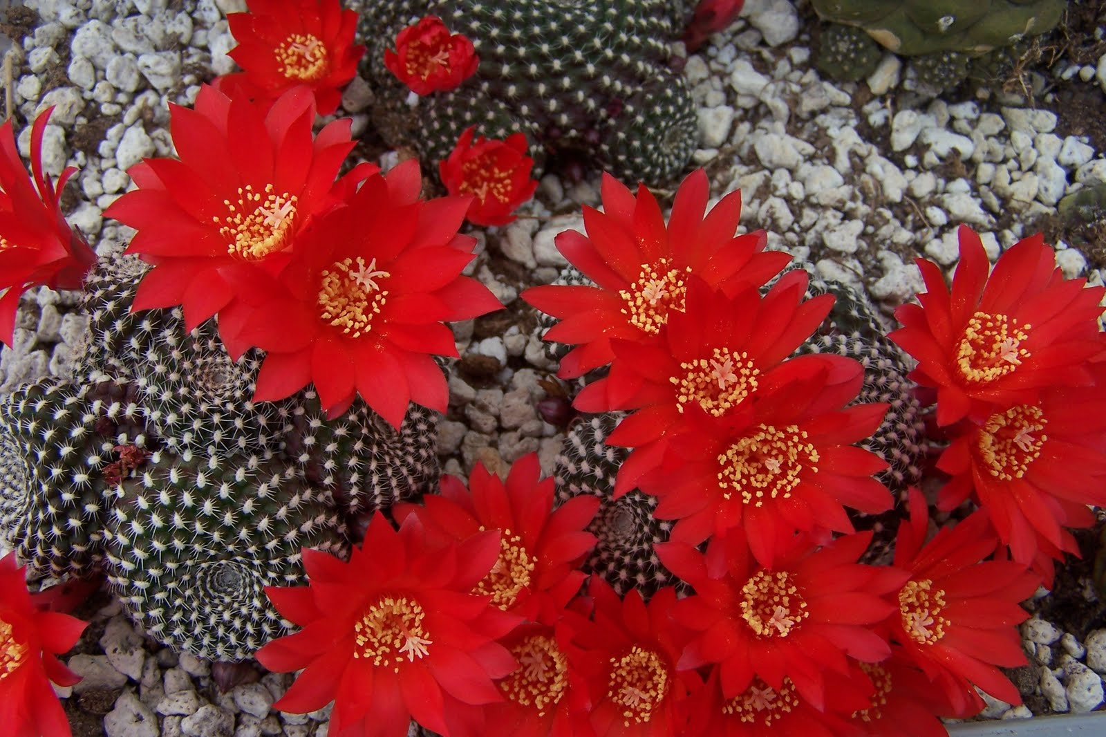 Oregon Cactus Blog: Rebutia krainziana