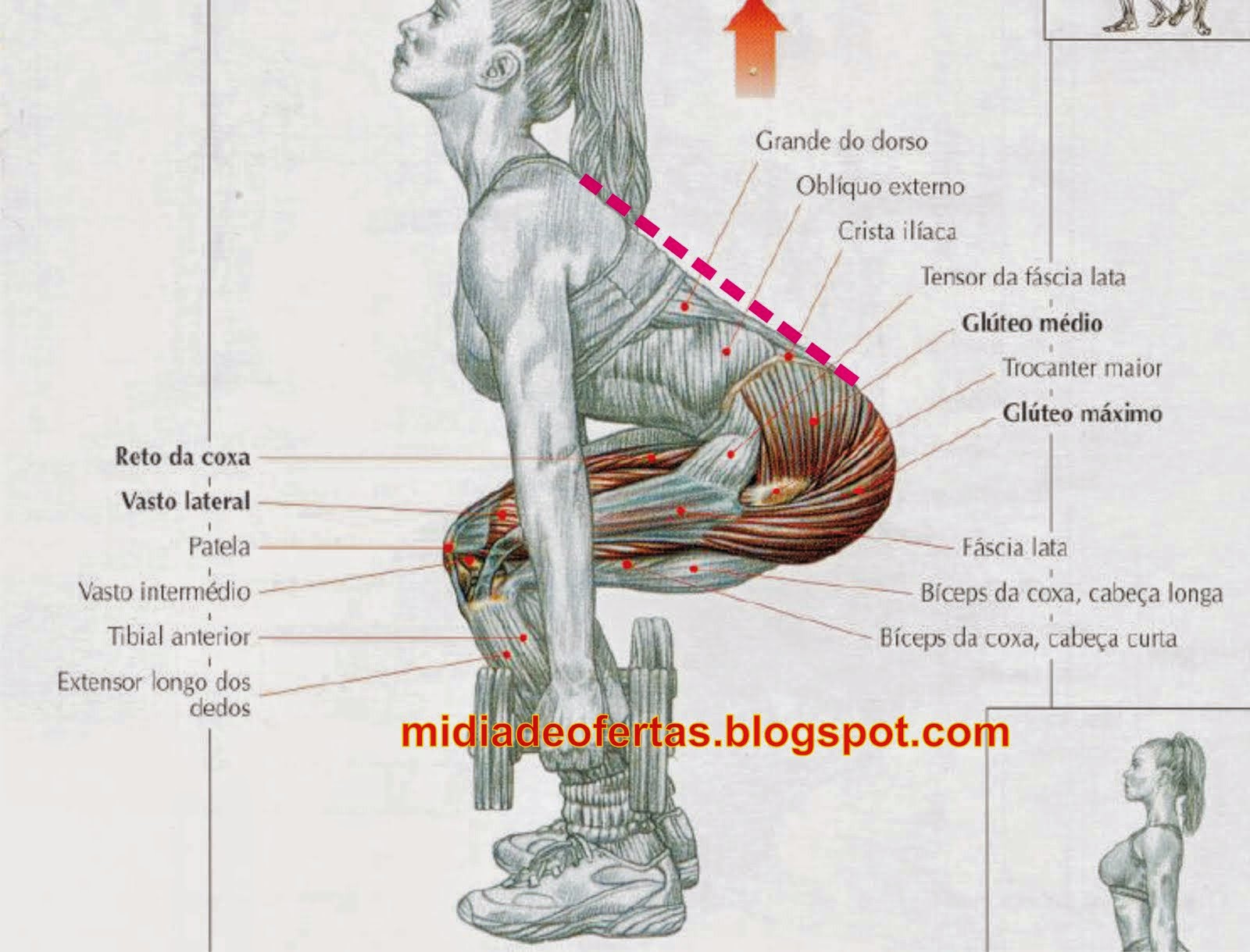 Projeto Fitness: Exercícios e os Músculos Específicos