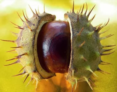 Awakenings: Ohio: Gatekeeper of Hidden Treasures