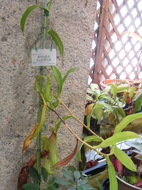 60歳で無職の優雅な日々: ネペンテス・インシグニス Nepenthes insignis