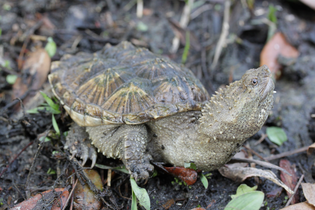 Genus Chelydra - Kura kura penghentak (Snapping Turtle) - Turtle of the ...