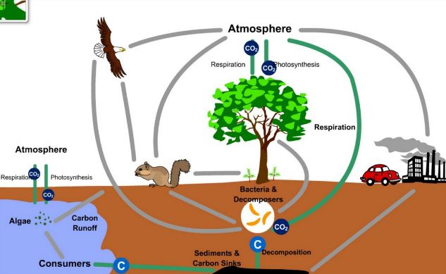 Siklus Biogeokimia Geograpik